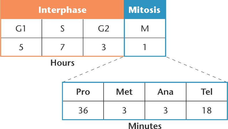 Cell Reproduction key
